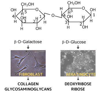 既存の施術にミラノ・リピール（顔/首/デコルテ用・体用）を併用して、更なるピーリング効果＋Ⅲ型コラーゲン増殖作用を図る！